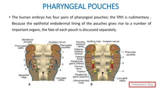 Development of head and neck | PDF