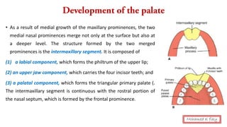 Development of head and neck | PDF