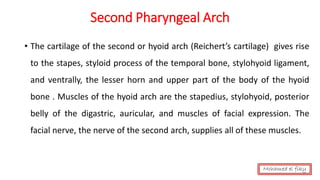 Development of head and neck | PDF