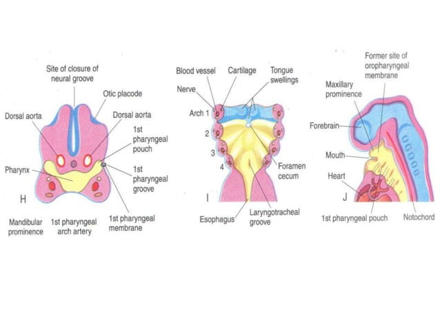 Development of head and neck editted | PPTX | Ear, Nose and Throat ...