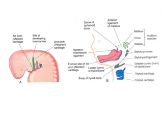 Development of head and neck editted | PPTX
