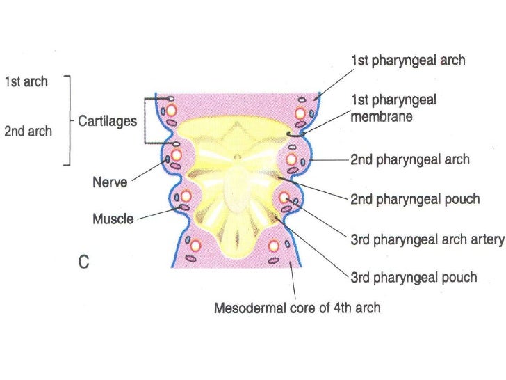 Development of head and neck editted