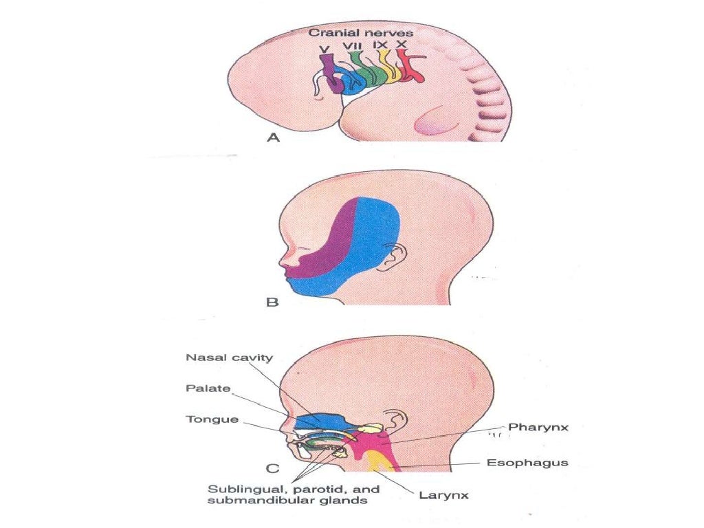 Development of head and neck editted