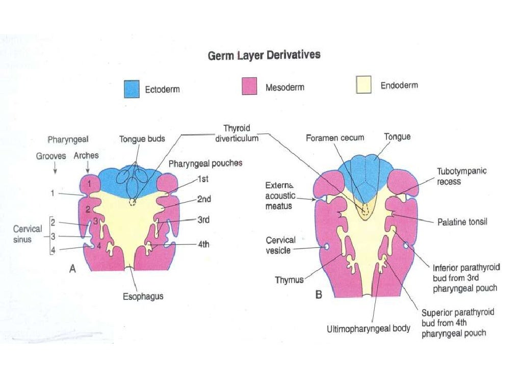 Development of head and neck editted
