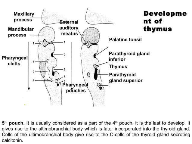 Development of head and neck final | PPT