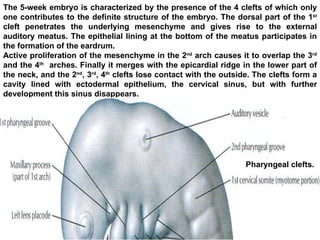 Development of head and neck final | PPT