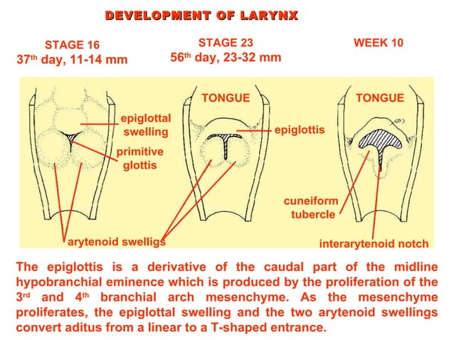 Development of head and neck final | PPT