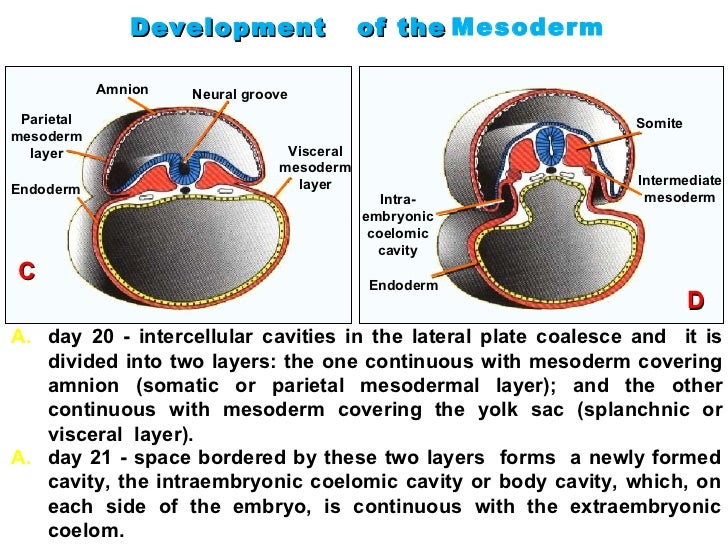 Development of head and neck final