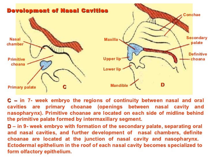 Development of head and neck final