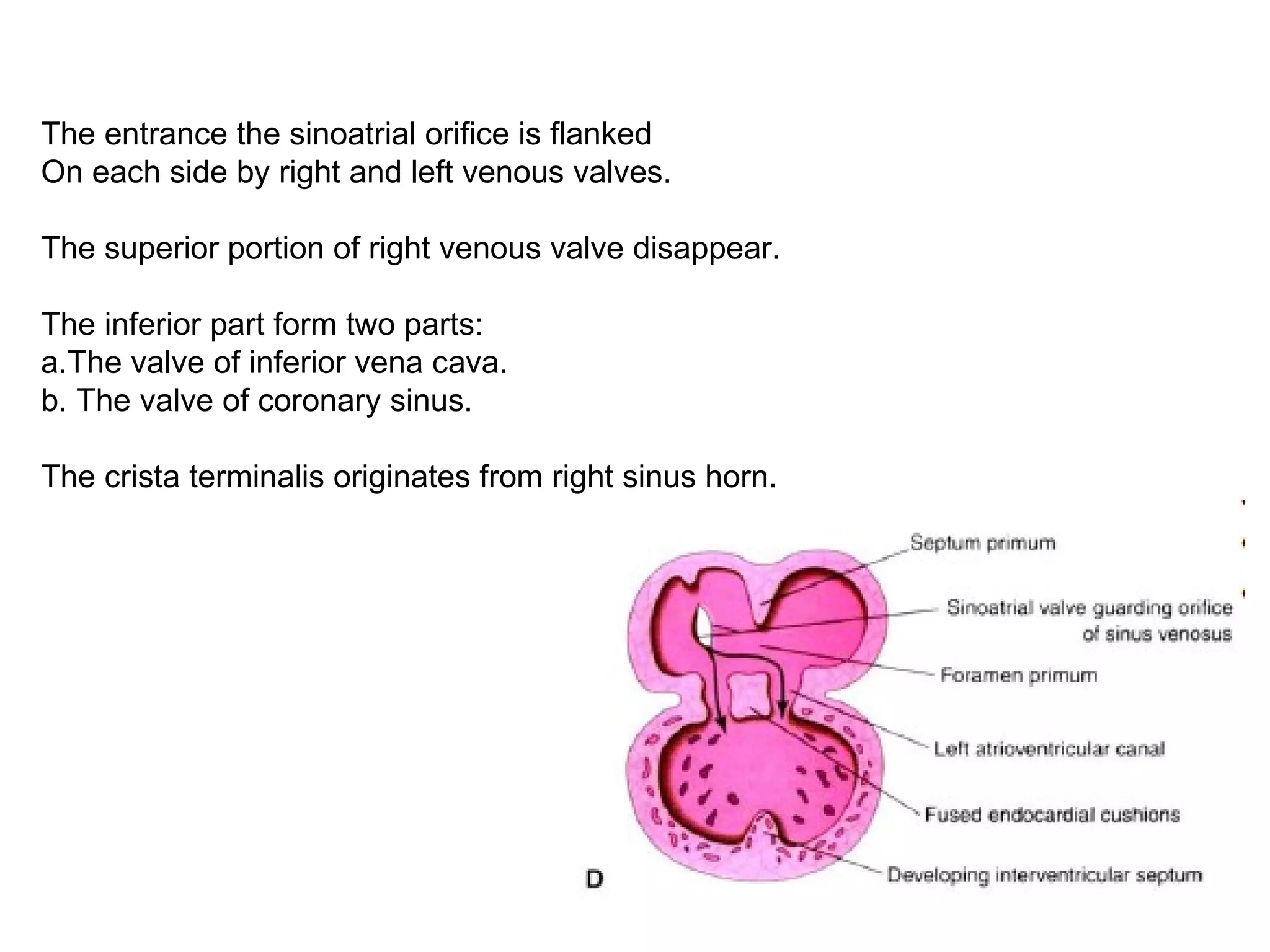 Development of heart | PPT