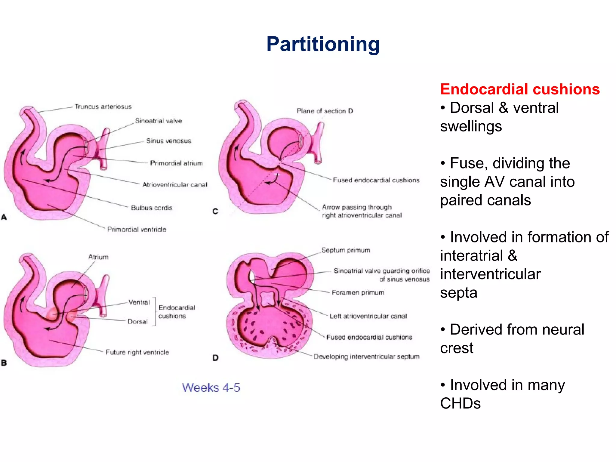 Development of heart | PPT