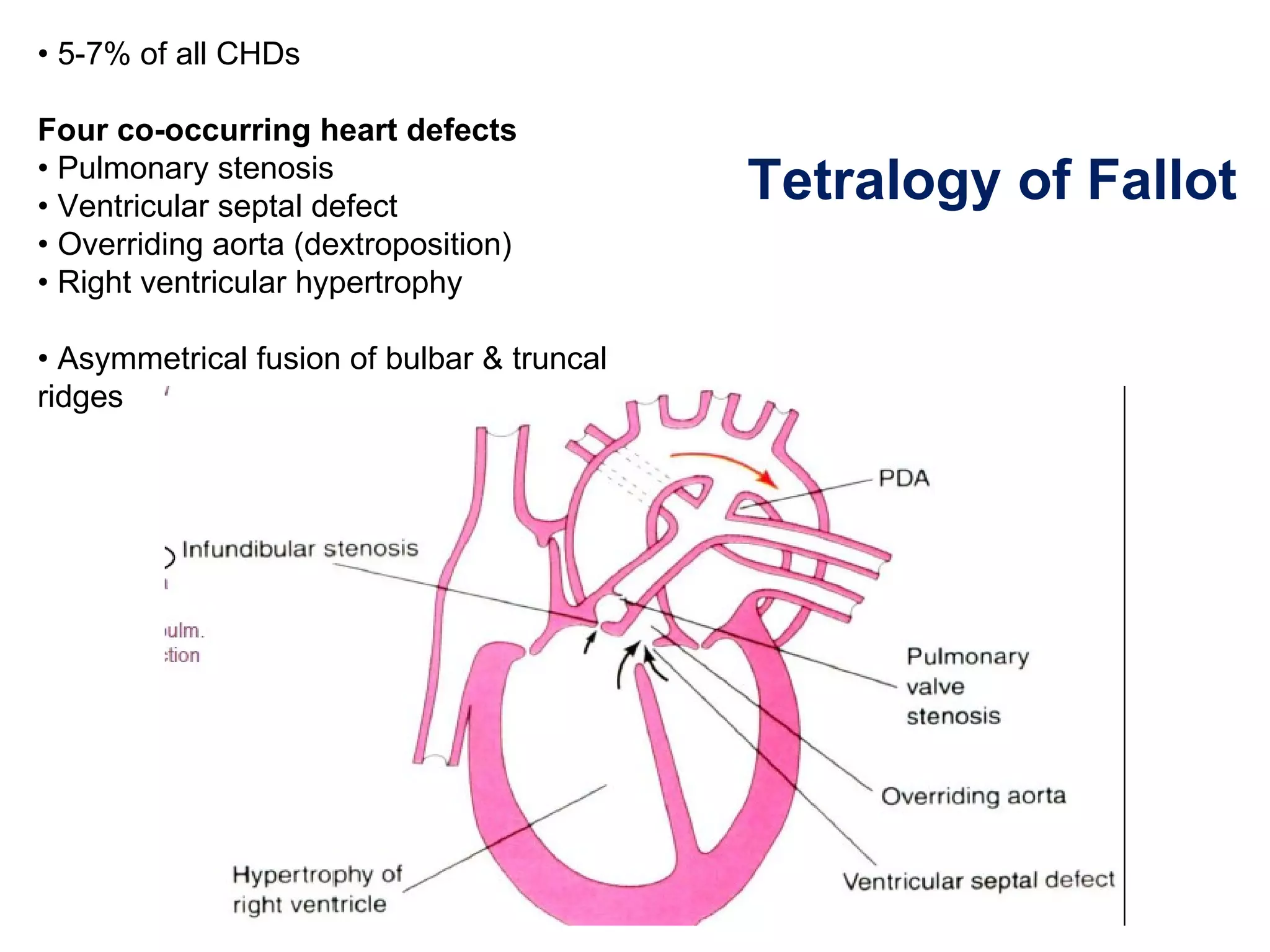 Development of heart | PPT