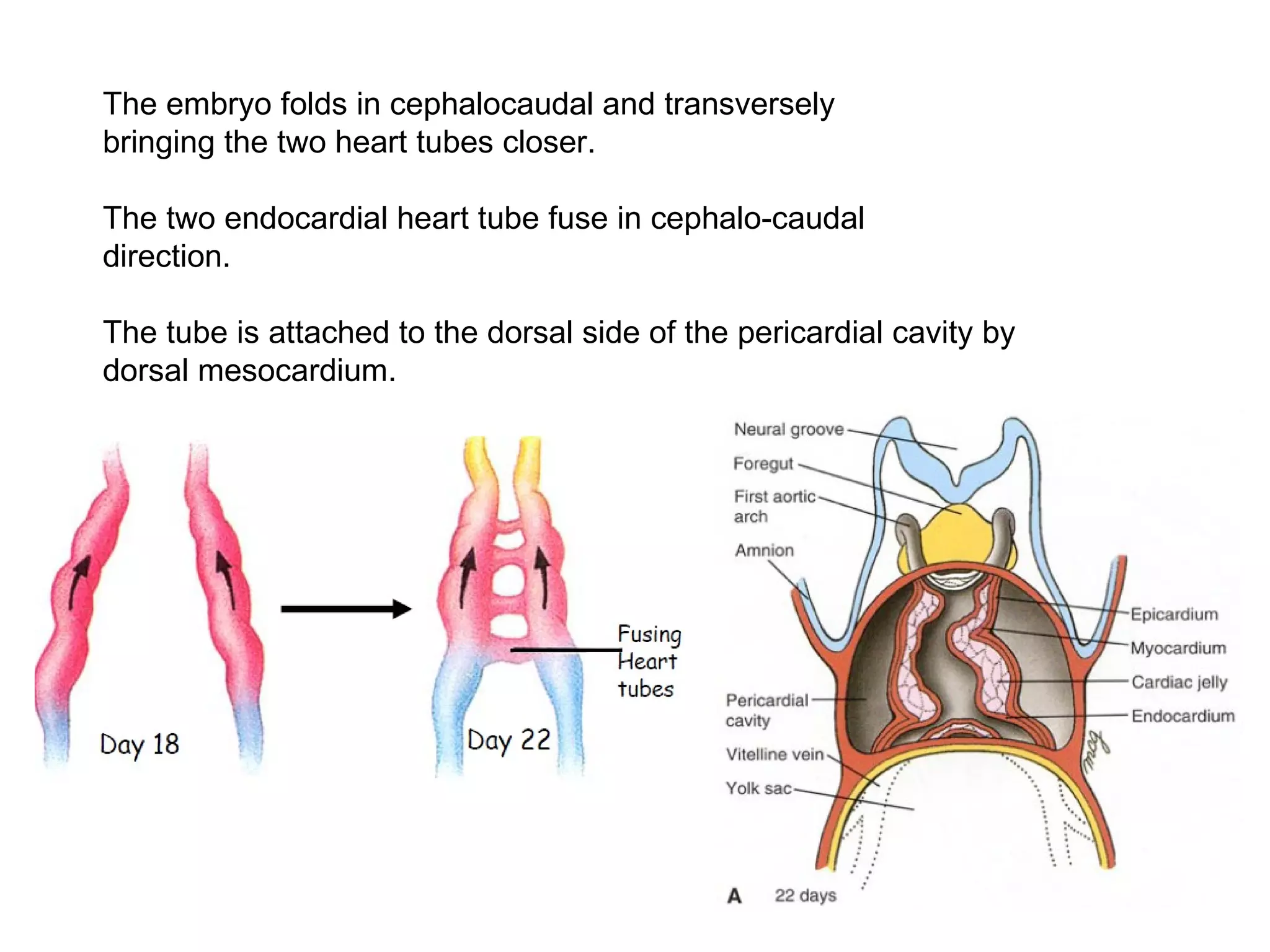 Development of heart | PPT