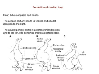Development of heart | PPT