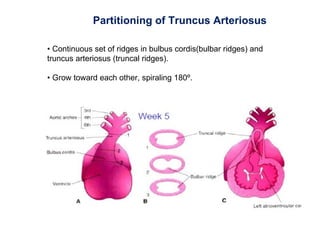 Development of heart | PPT