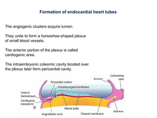Development of heart | PPT