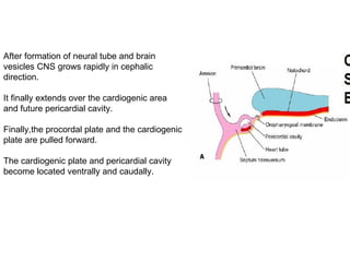 Development of heart | PPT