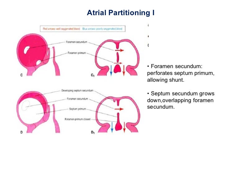 Development of heart