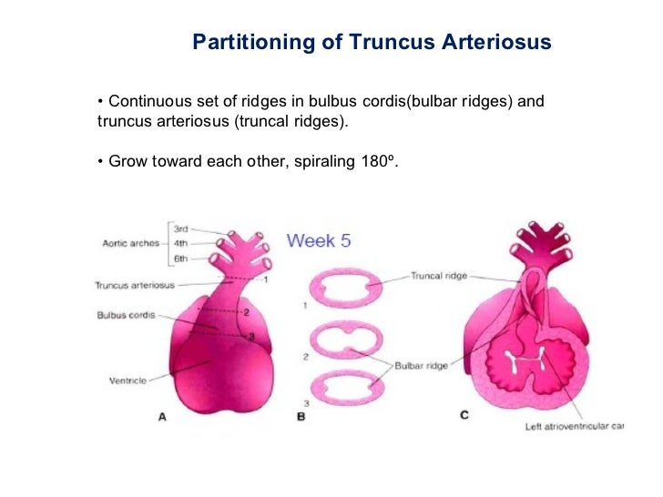 Development of heart