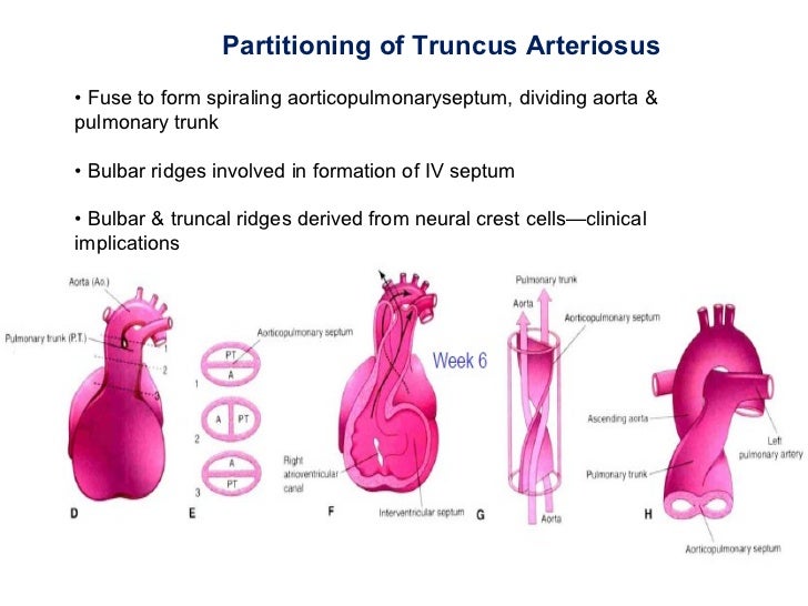Development of heart
