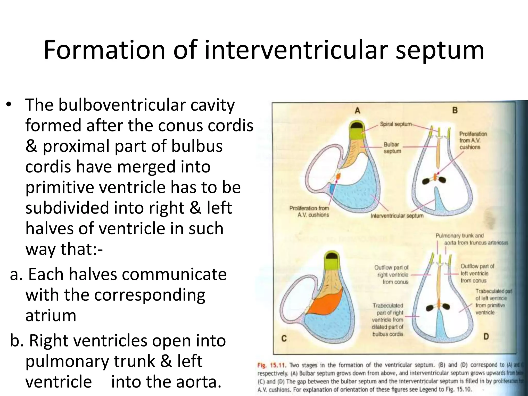 Development of heart | PPTX