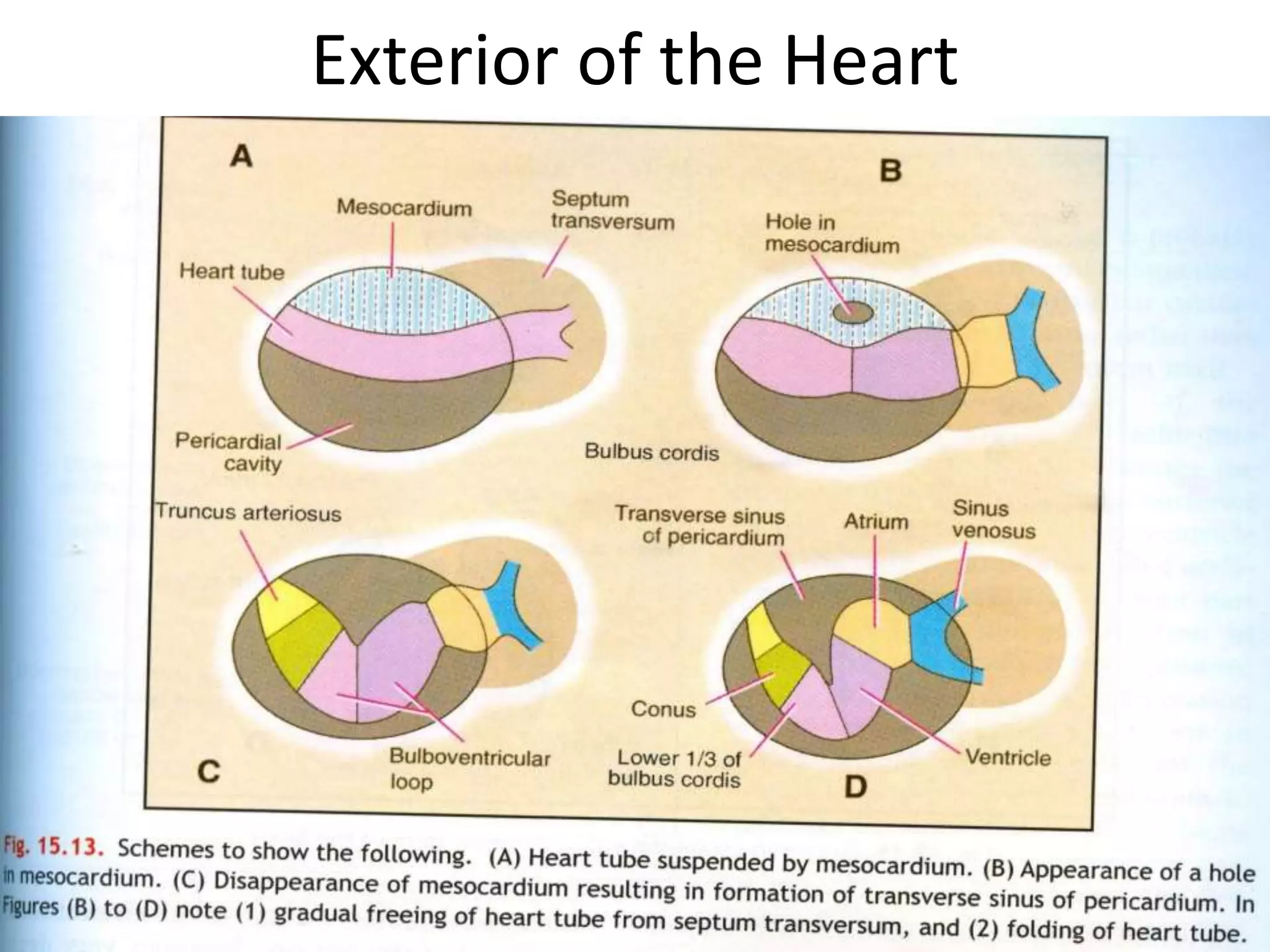 Development of heart | PPTX