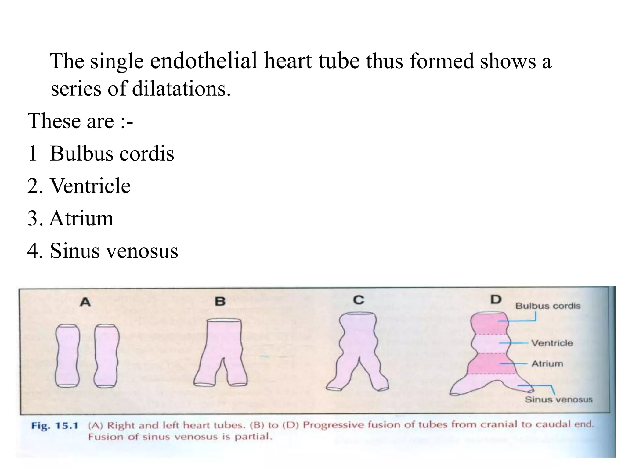 Development of heart | PPTX
