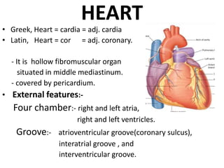 Atrioventricular Groove