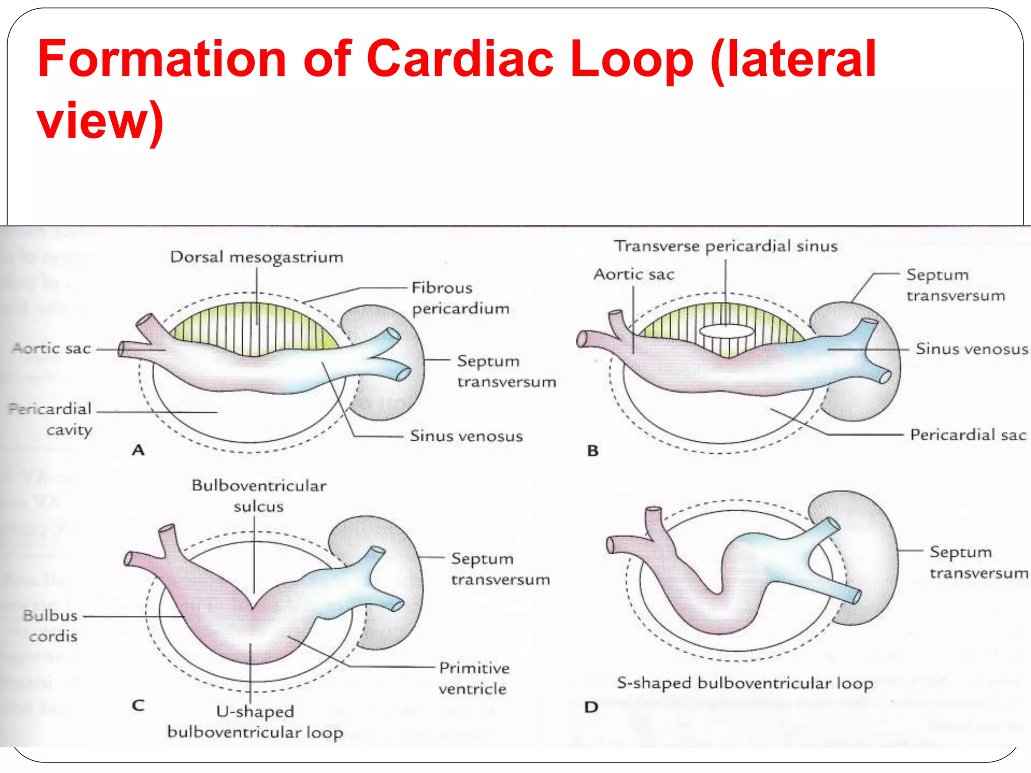 Development of heart | PPTX