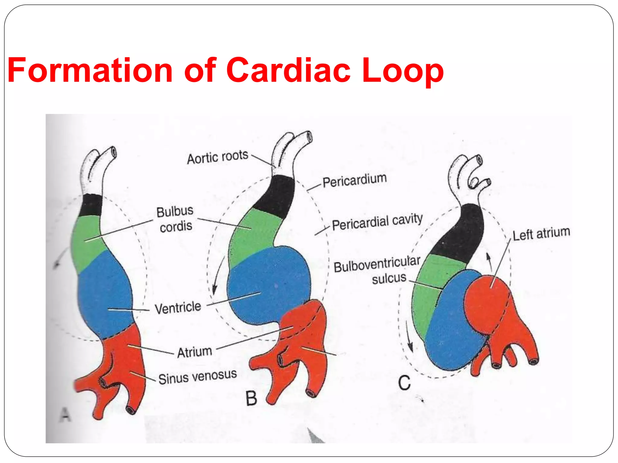 Development of heart | PPTX