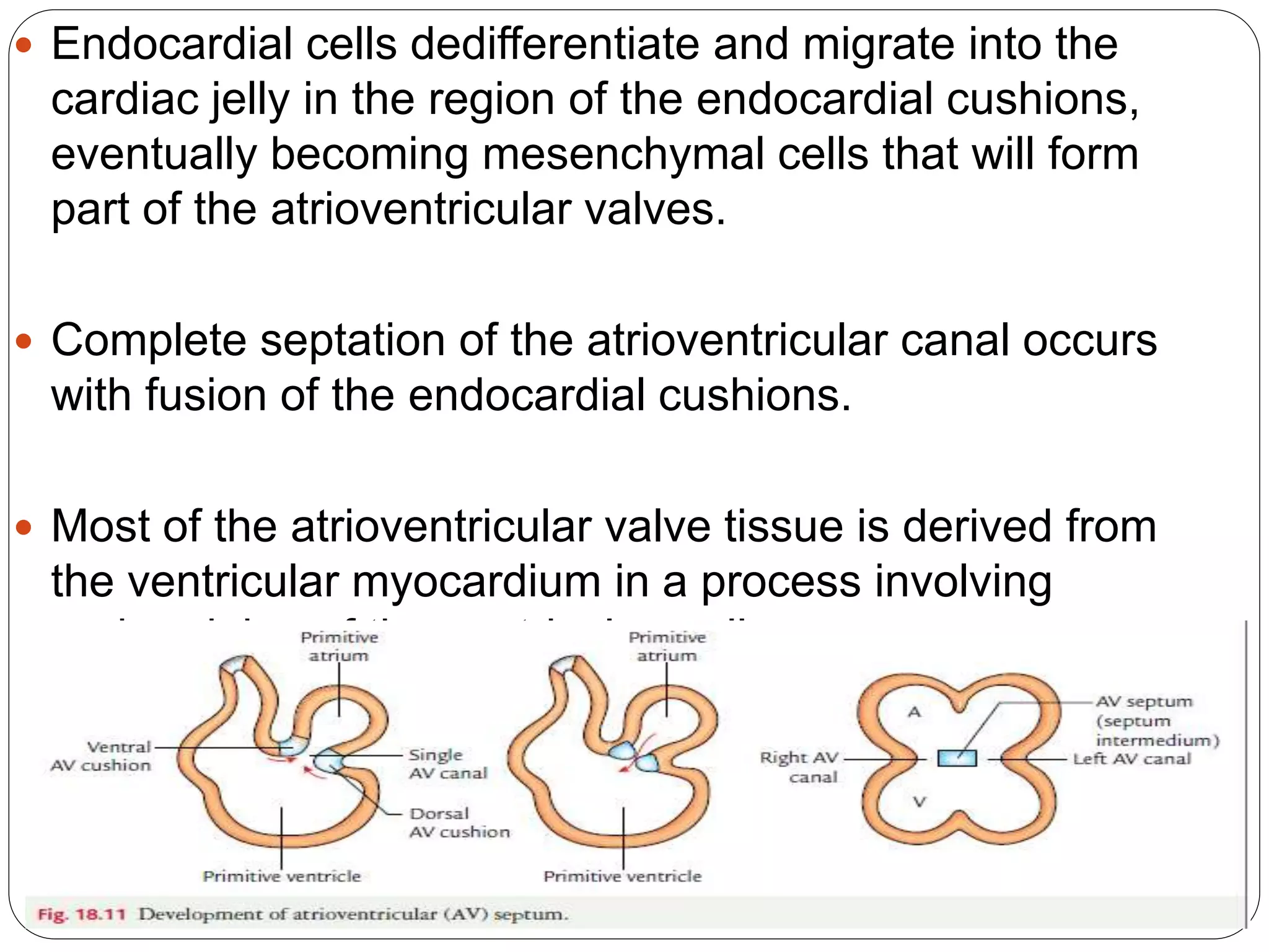Development of heart | PPTX