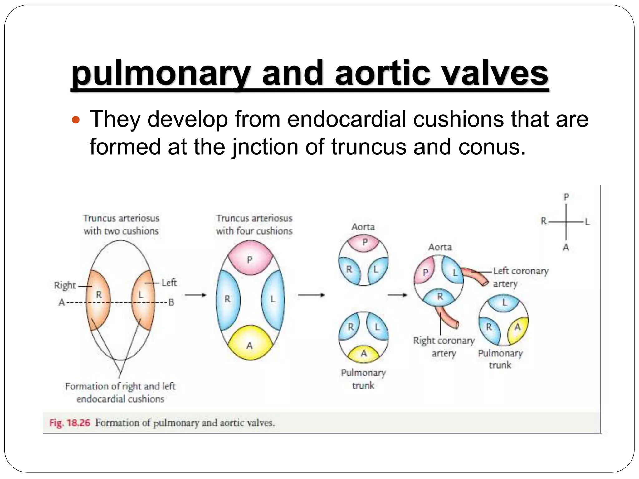 Development of heart | PPTX