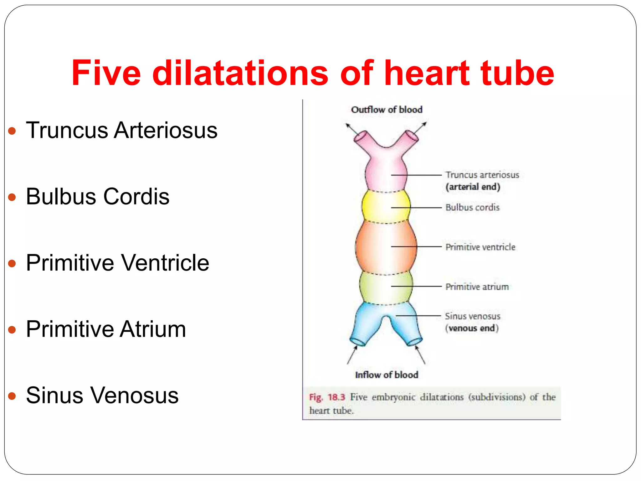 Development of heart | PPTX