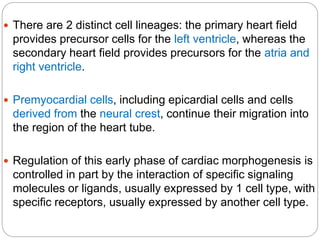 Development of heart | PPTX