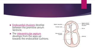 Development of heart | PPTX
