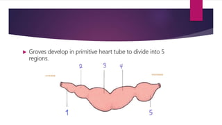 Development of heart | PPTX