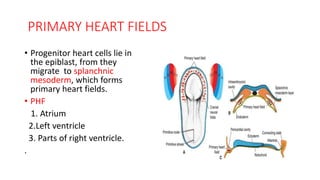 Development of heart.pptx