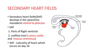 Development of heart.pptx