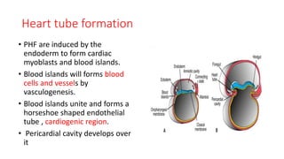 Development of heart.pptx