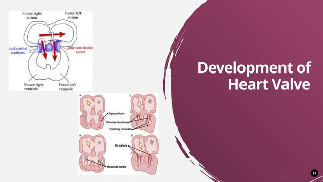 Development of heart and formation of heart.pptx