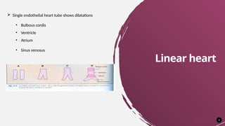 Development of heart and formation of heart.pptx