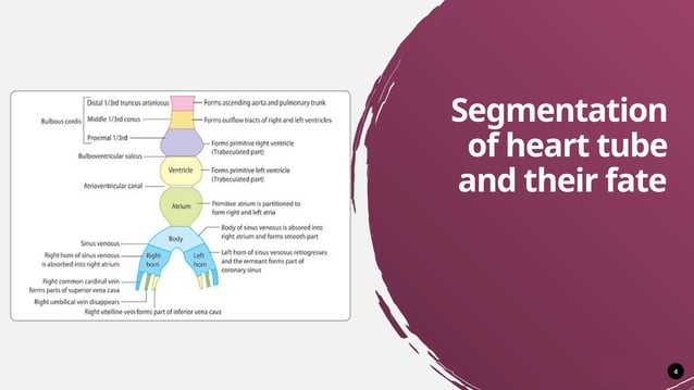 Development of heart and formation of heart.pptx