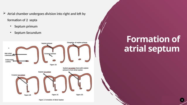 Development of heart and formation of heart.pptx
