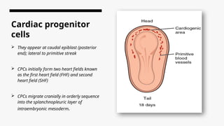 Development of heart and cardiovascular system.pptx