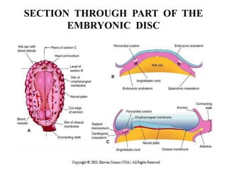 Development of heart i | PPT