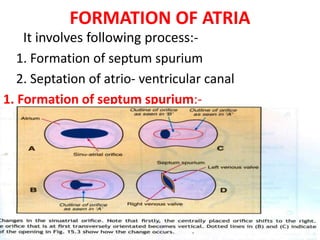 Development of heart ii | PPT