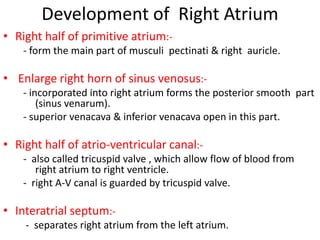 Development of heart ii | PPT
