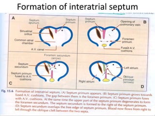 Interatrial Septum Development