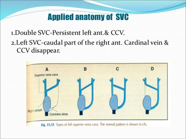 Development of heart iv