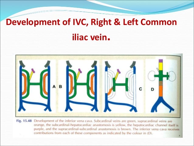 Development of heart iv